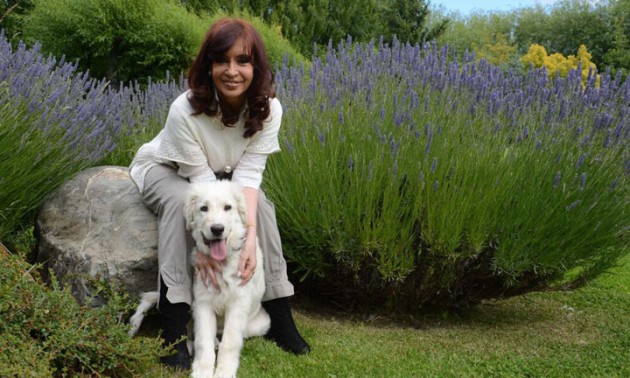 Así luce hoy “Simón”, el perro mucuchíes que le regaló Venezuela