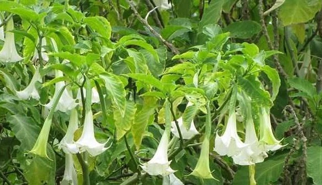 ¿Cómo funciona la burundanga? | Confirmado