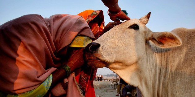 ¿Por qué las vacas son sagradas en la India?