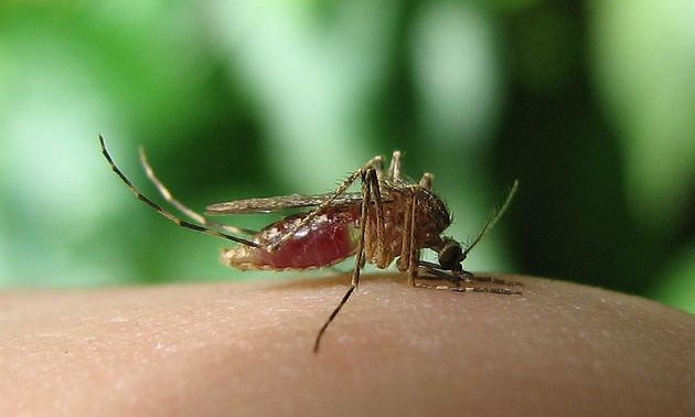 ¿Por qué pican los mosquitos?