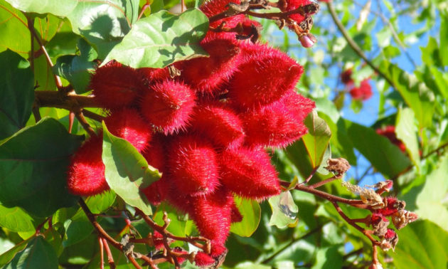 El onoto: Más que un colorante natural ¡Truco casero! | Confirmado
