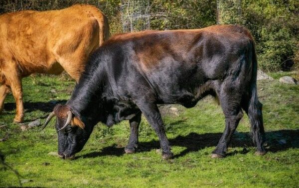 ¿Odian los toros el color rojo?